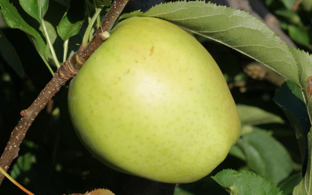 Mutsu apple trees for sale