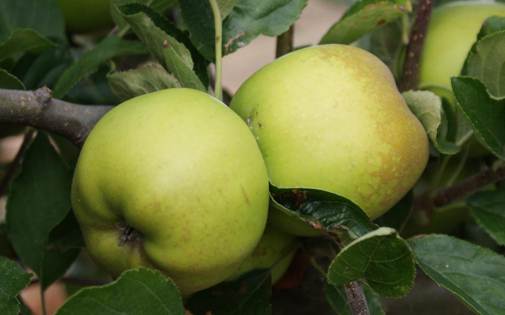 Grimes Golden apple trees for sale
