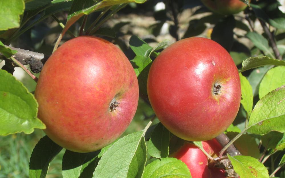 Lady apple trees for sale