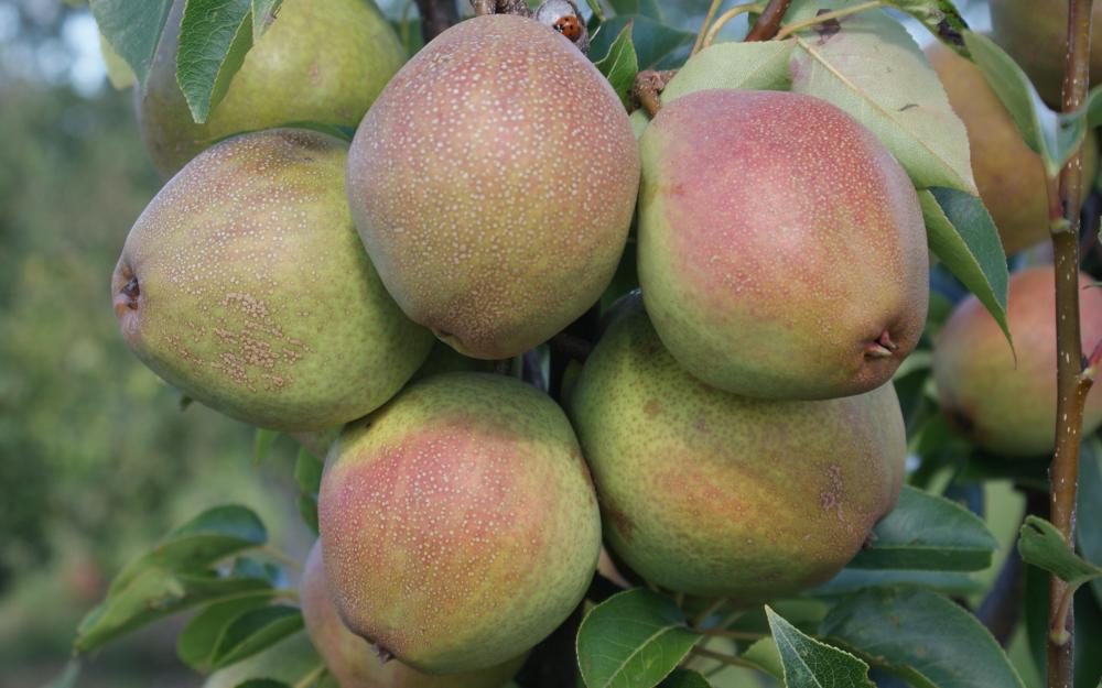 Kieffer pear trees for sale