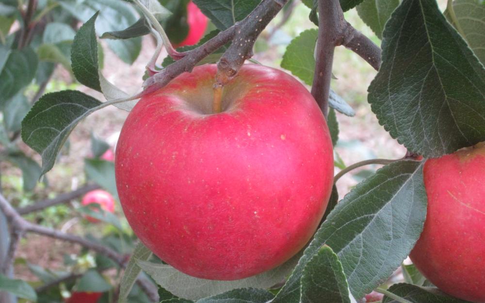 Pixie Crunch apple trees for sale