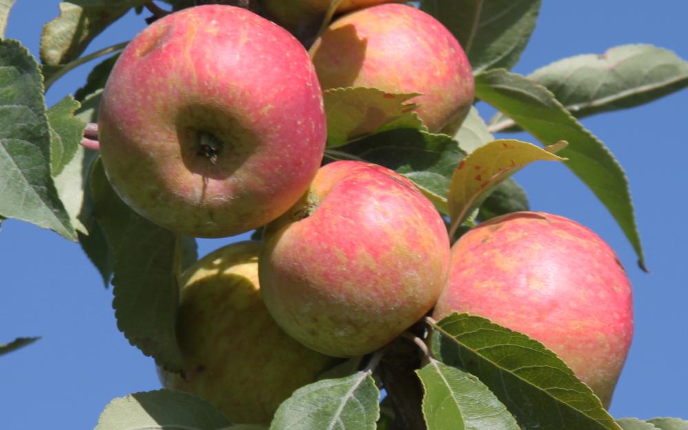 Chestnut Crab crab apple trees for sale