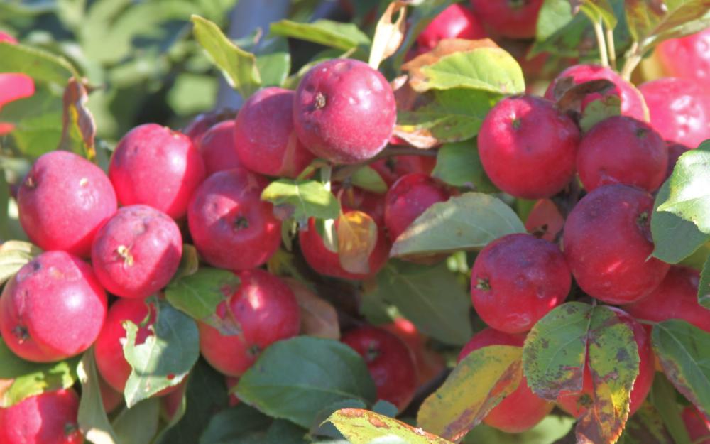 Kerr crab apple trees for sale