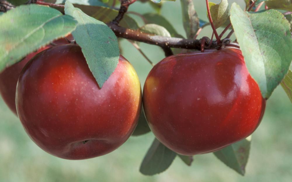 SnowSweet apple trees for sale