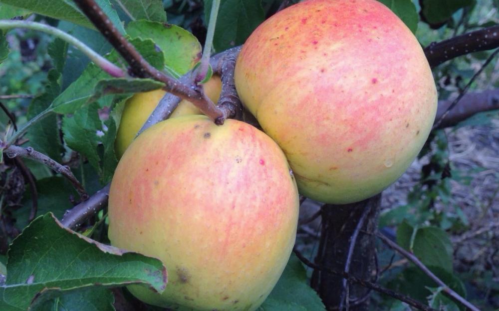 SunCrisp apple trees for sale