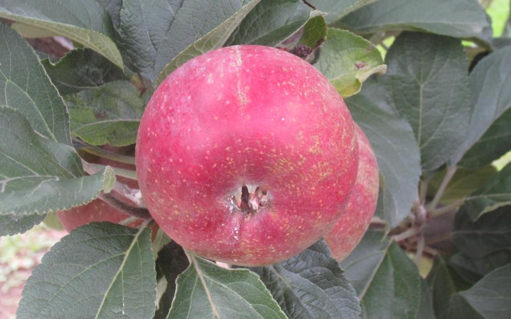 Summer Rambo apple trees for sale